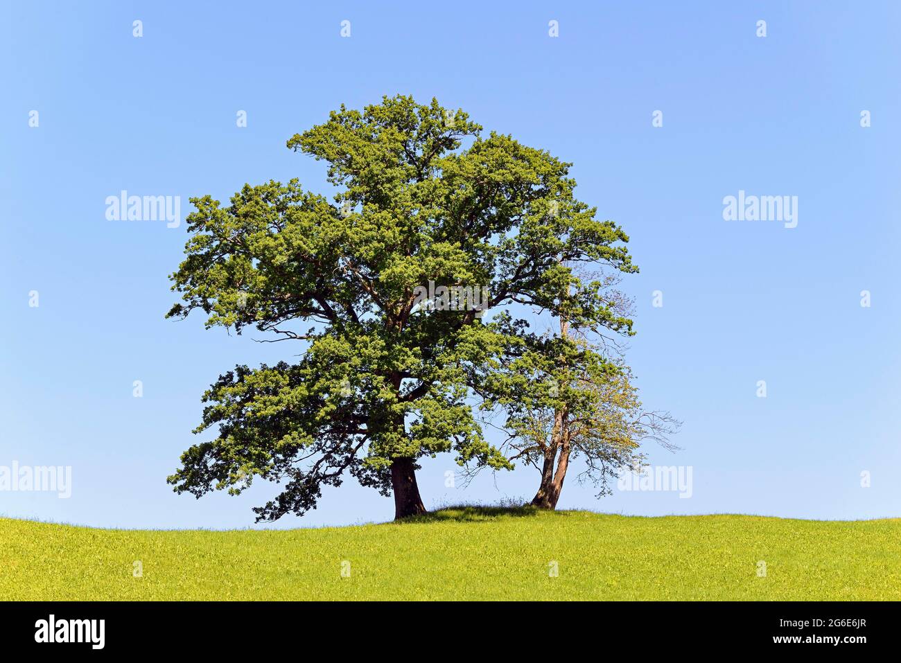Two old deciduous trees on a mountain meadow, blue sky, Allgaeu Alps ...