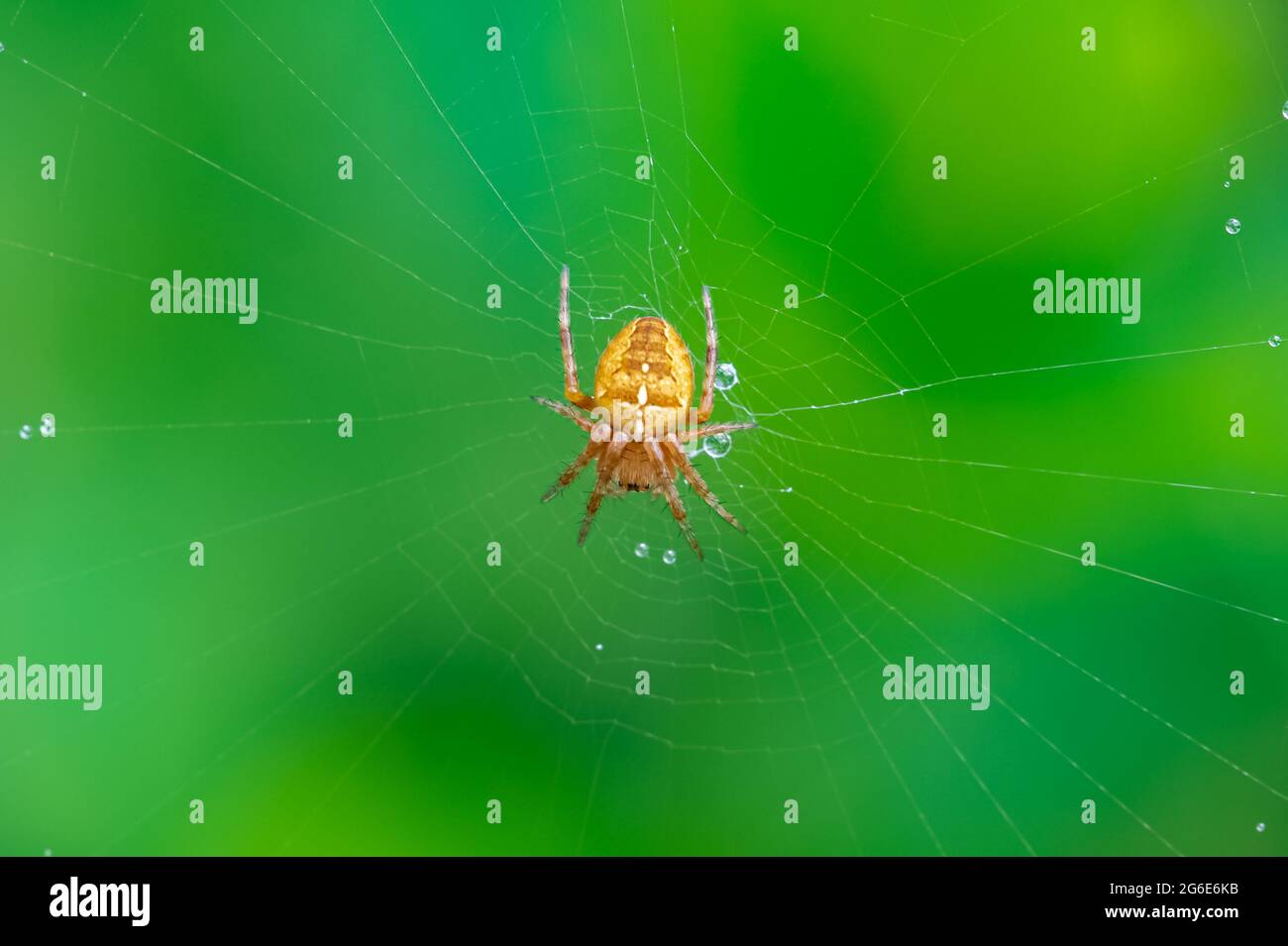 Harvest Spider High Resolution Stock Photography and Images - Alamy