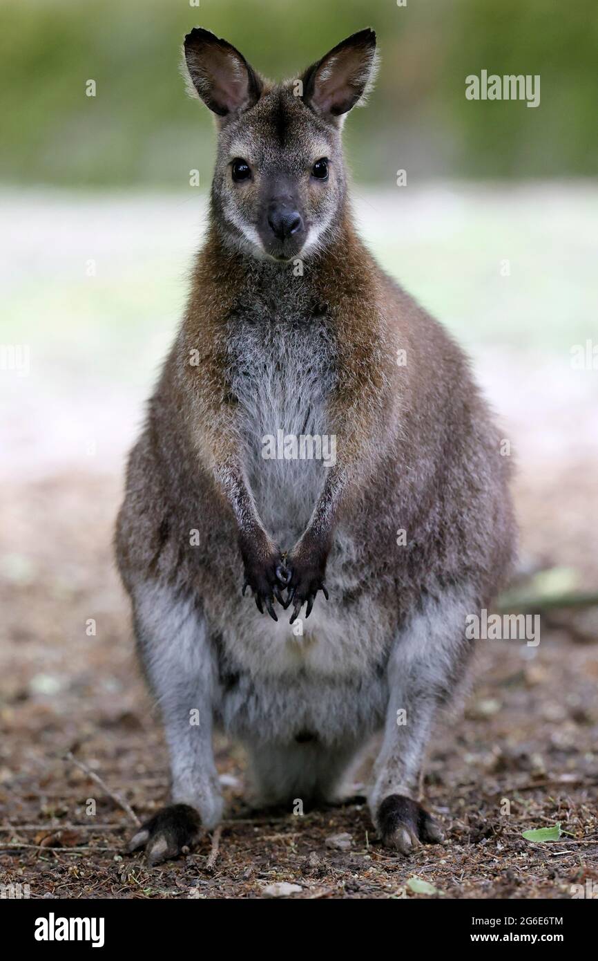 Red-necked wallaby (Macropus rufogriseus), animal portrait, captive ...