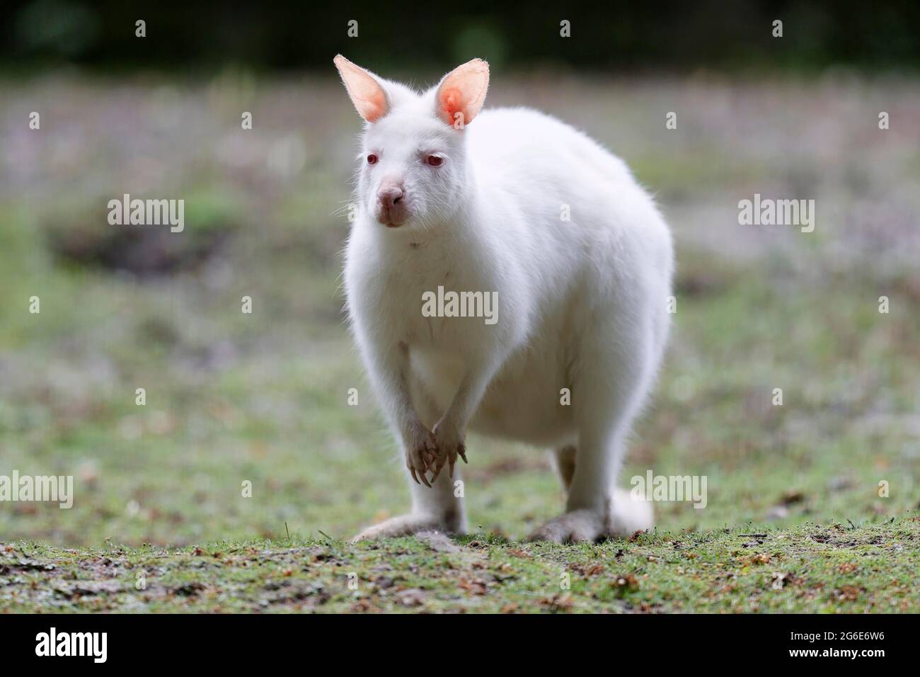 Albino animal hi-res stock photography and images - Alamy