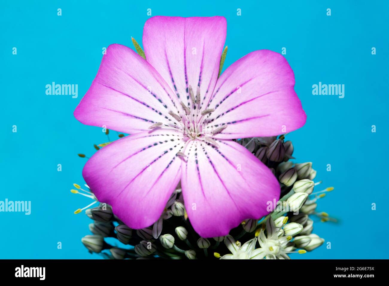 Common corncockle (Agrostemma githago), Clove family (Caryophyllaceae ...