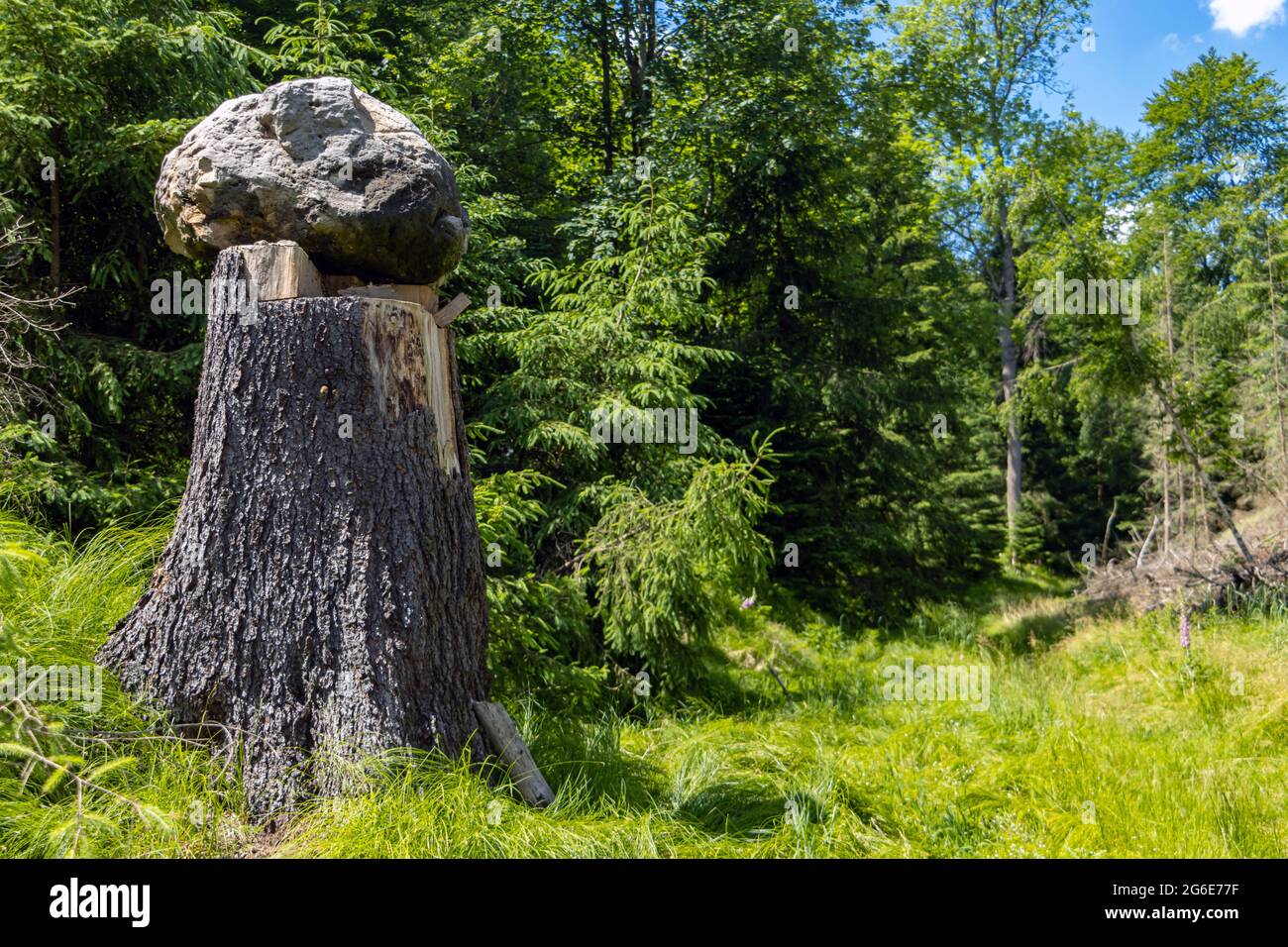 Large stone boulder on an tree stump at forest Stock Photo - Alamy
