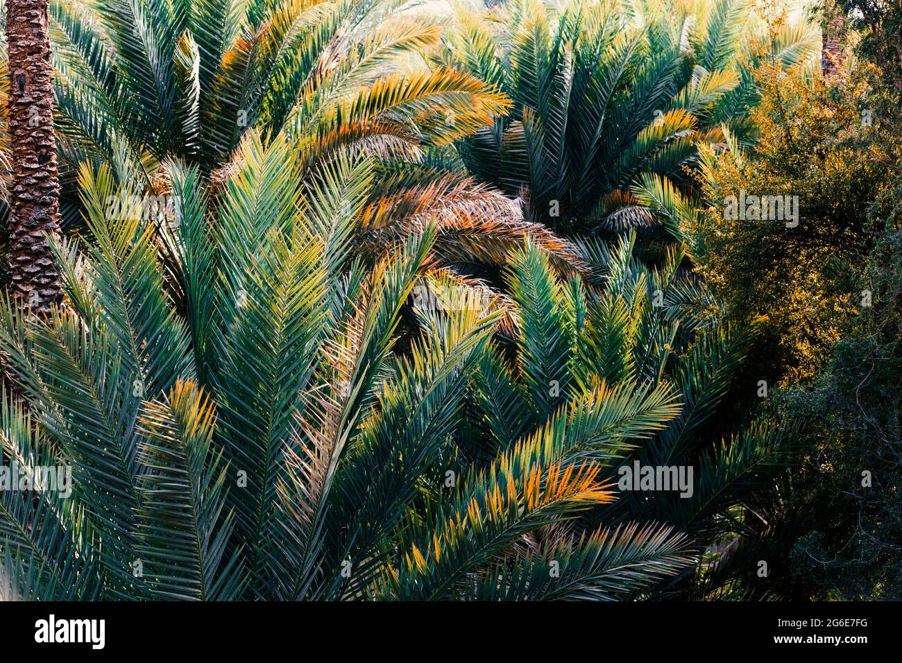 Close up of palm trees, Bidbid, Ad Dakhiliyah, Sultanate Of Oman Stock ...