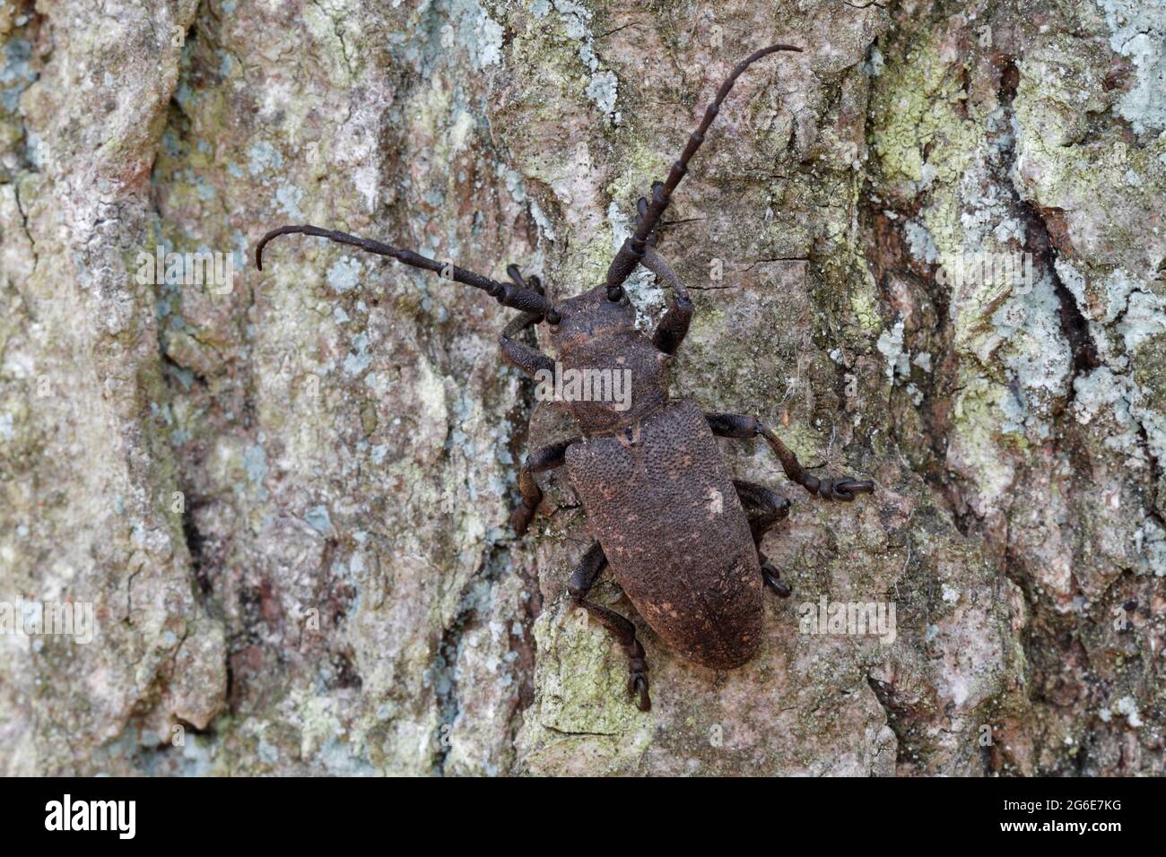 Weaver beetle (Lamia textor), Peene Valley River Landscape nature park ...