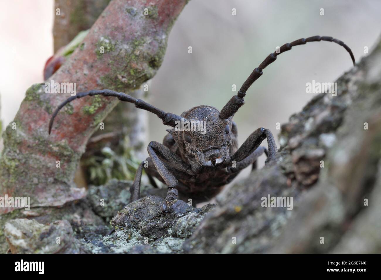 Weaver beetle (Lamia textor), Peene Valley River Landscape nature park ...