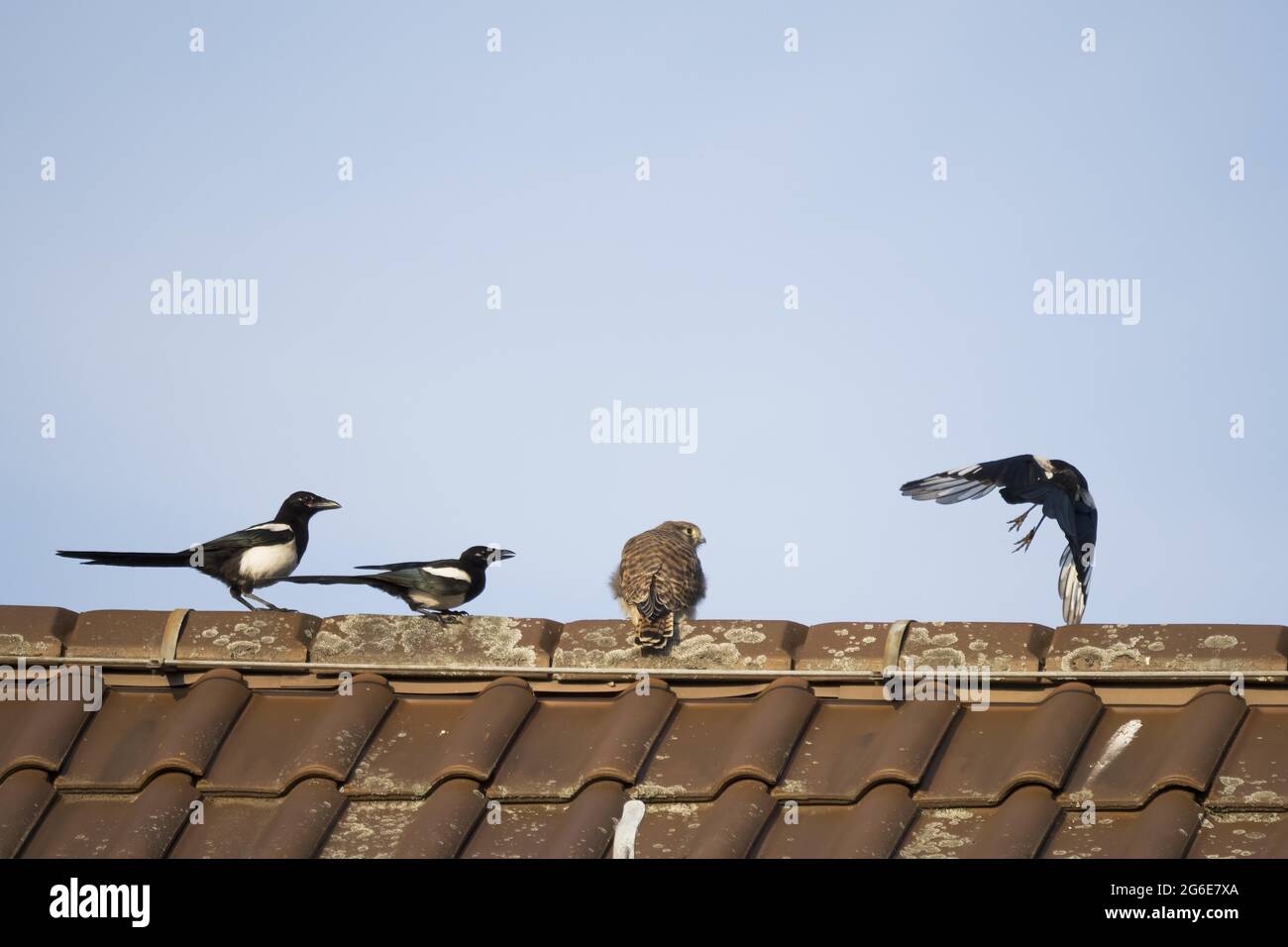 European magpies (Pica pica) attack juvenile Common Common Kestrel ...