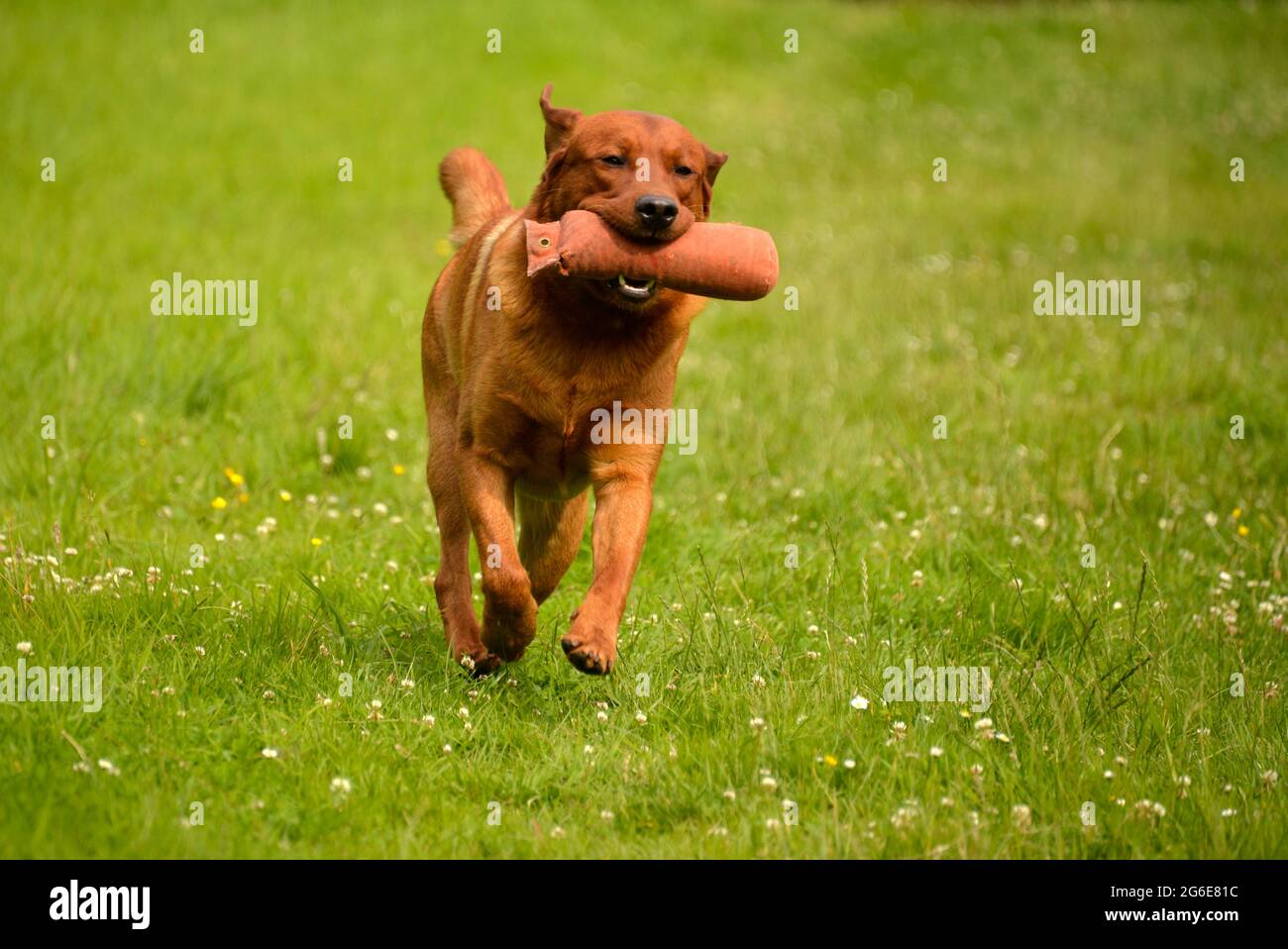 Foxy red hi-res stock photography and images - Alamy