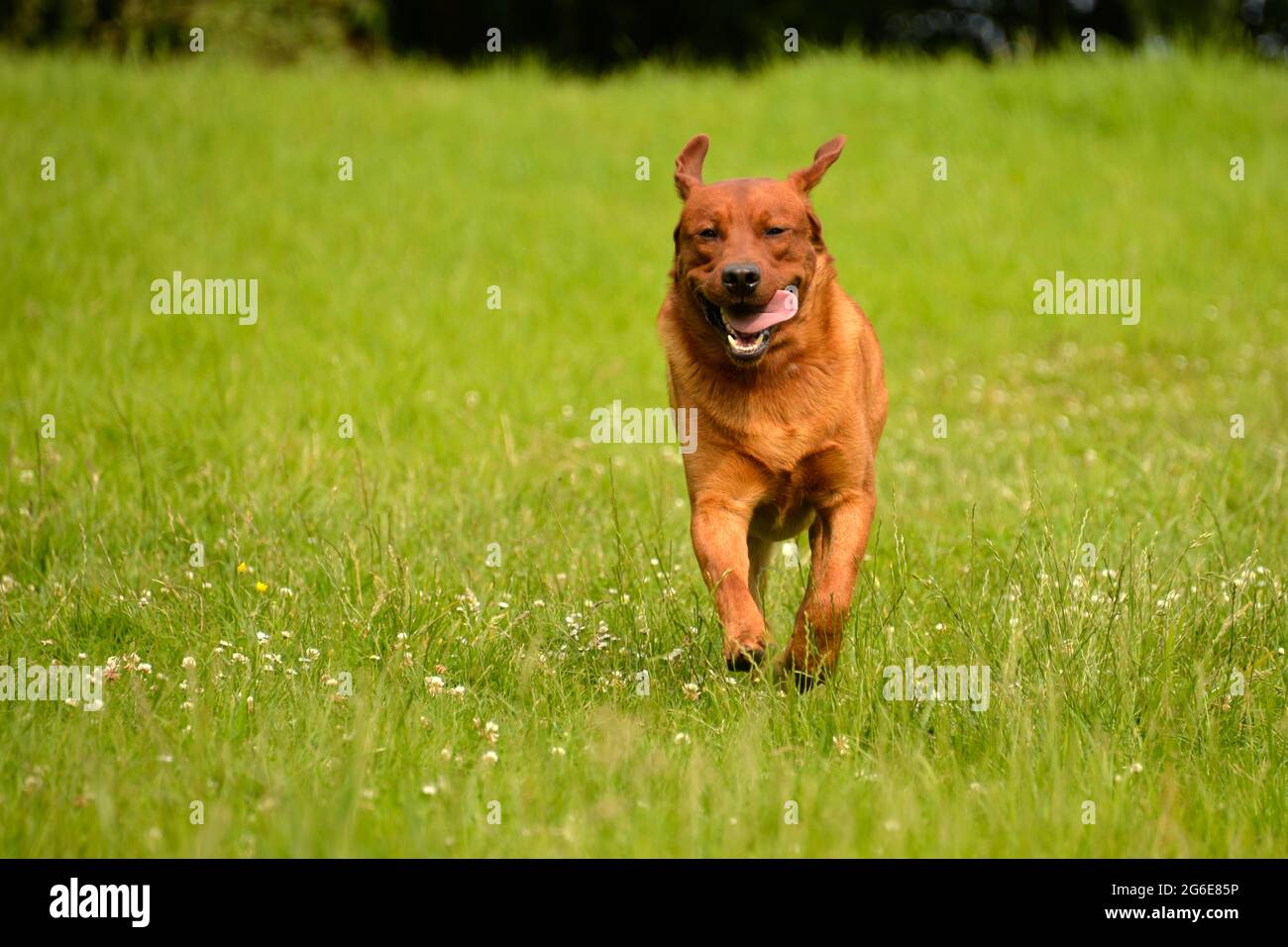 Male fox red labrador hi-res stock photography and images - Alamy
