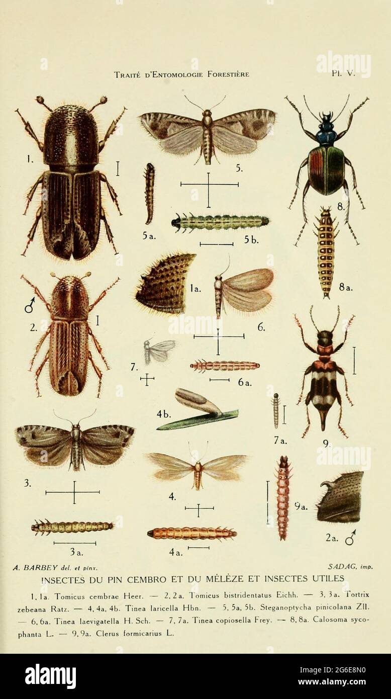 Invertebrates cartoon hi-res stock photography and images - Alamy