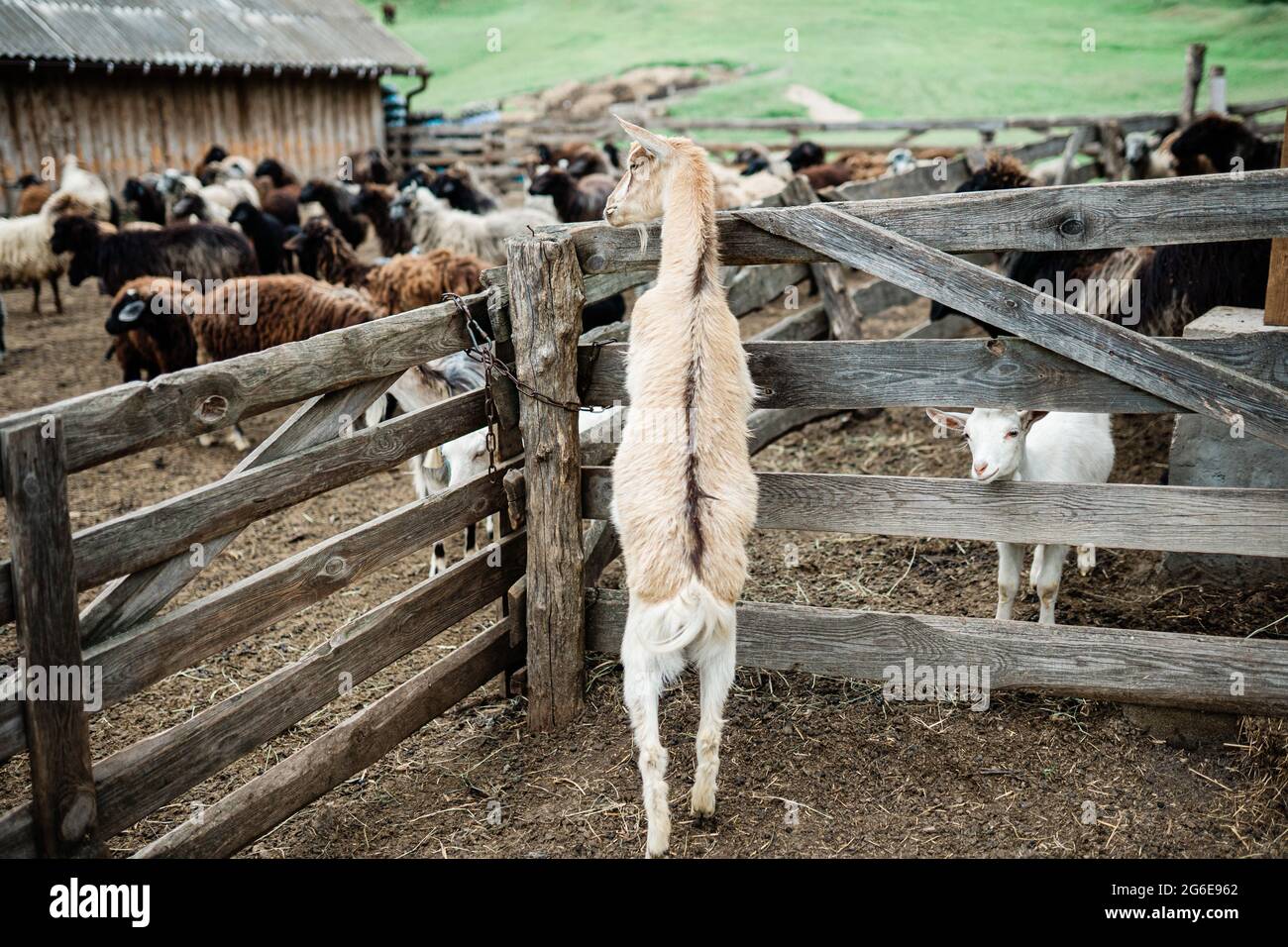 goat on the farm. Life in the countryside Stock Photo - Alamy