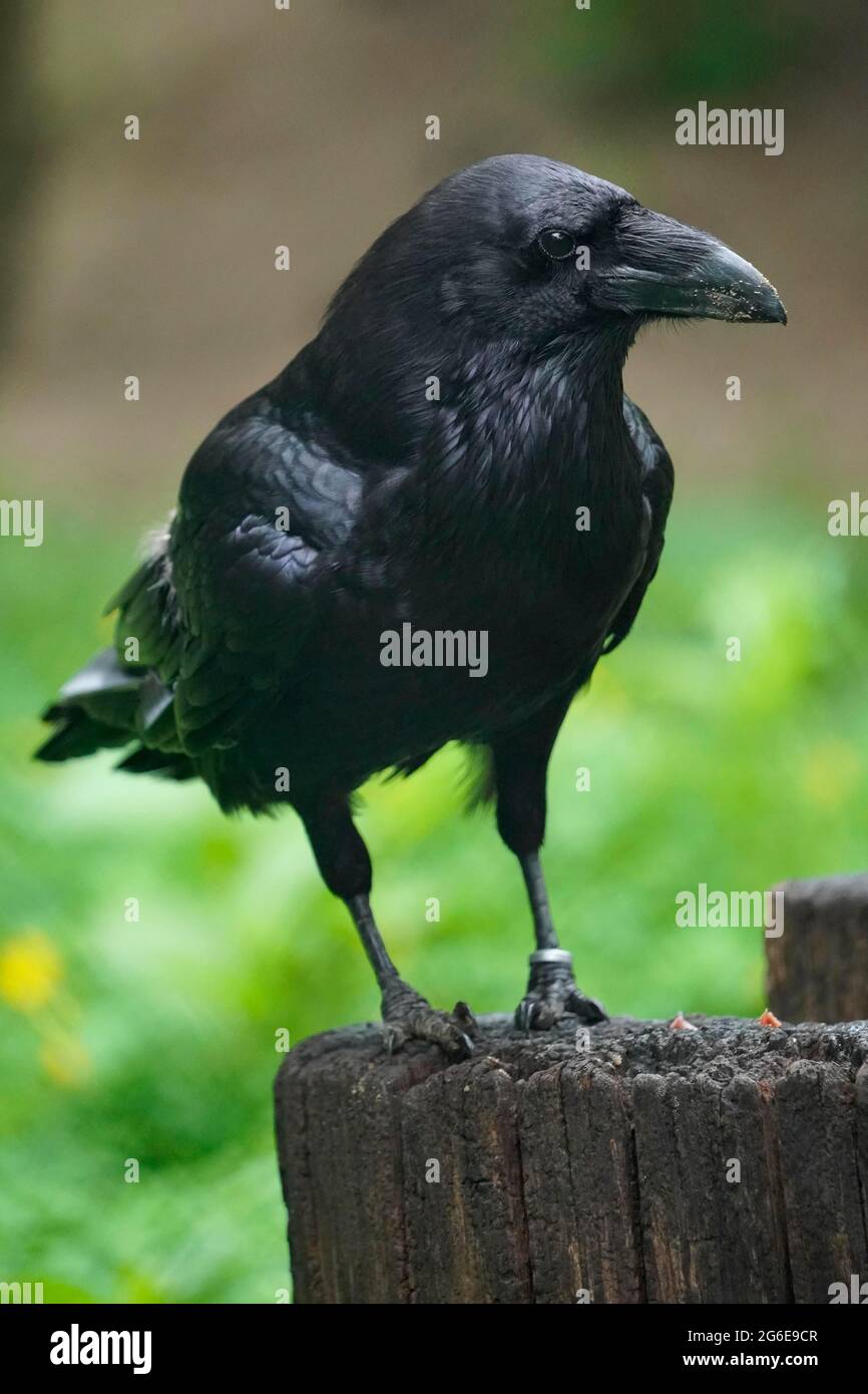Common raven (Corvus corax), animal portrait, captive, Germany Stock ...