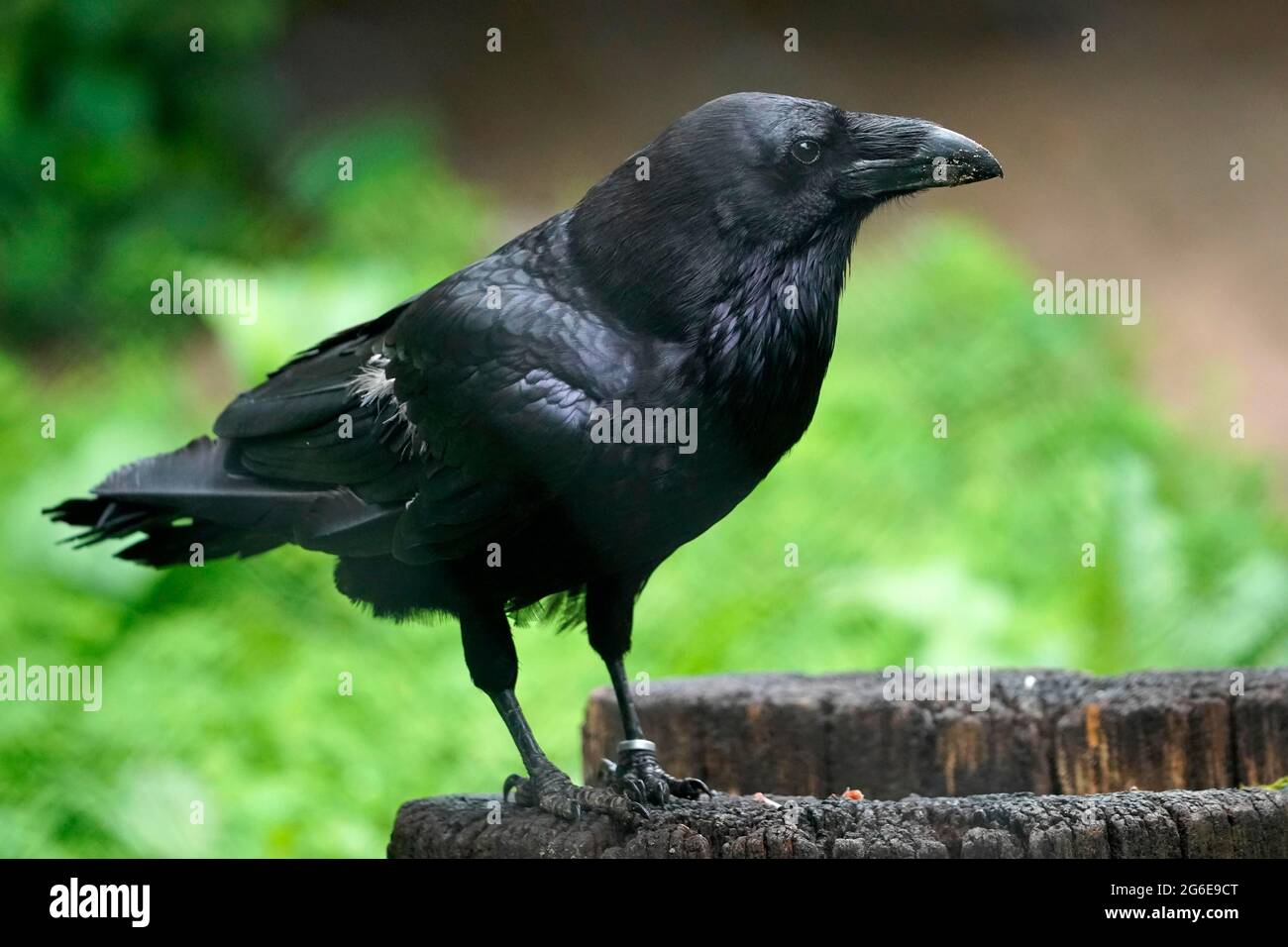 Common raven (Corvus corax), animal portrait, captive, Germany Stock ...