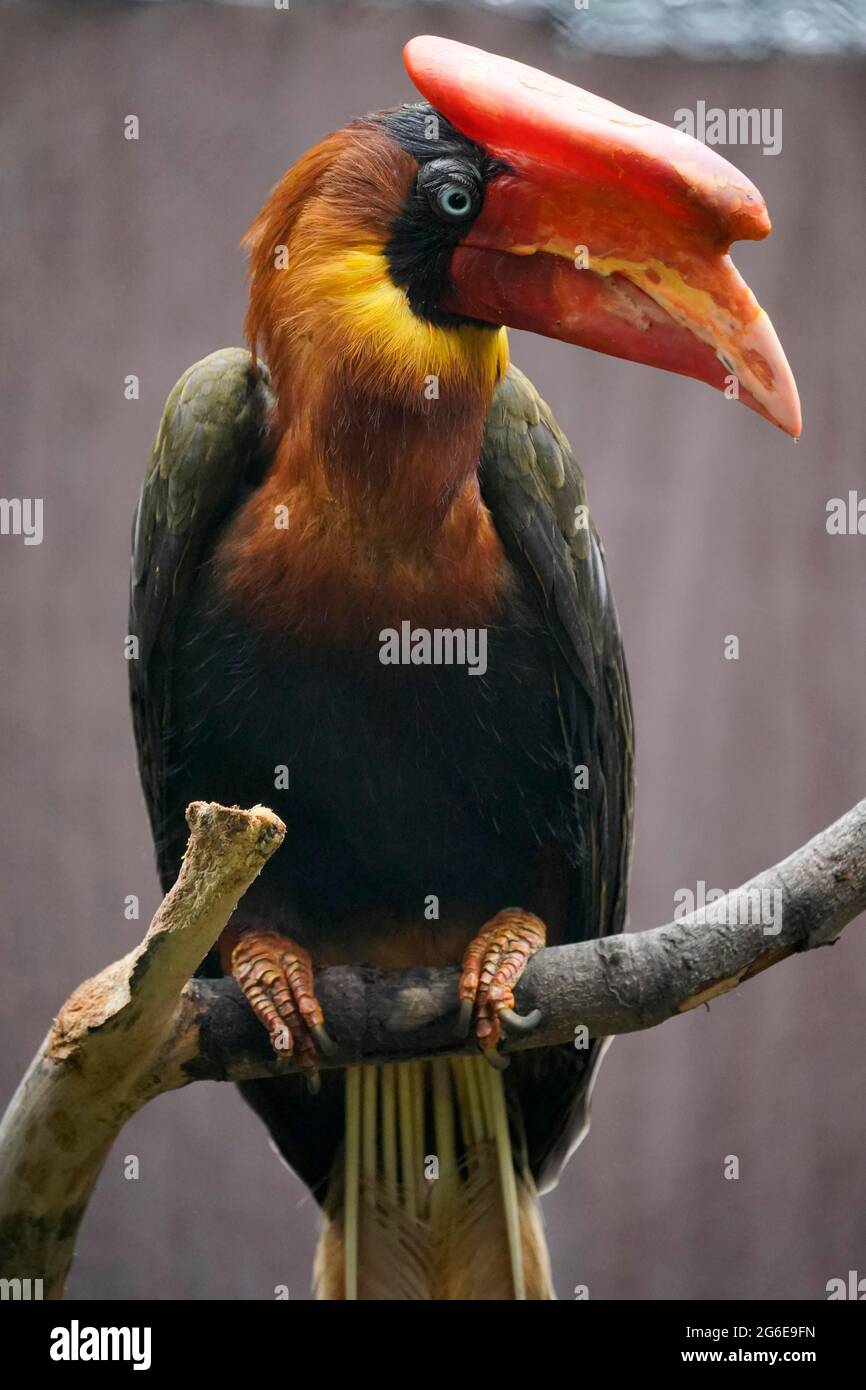 Rufous hornbill (Buceros hydrocorax), animal portrait, captive, Germany ...