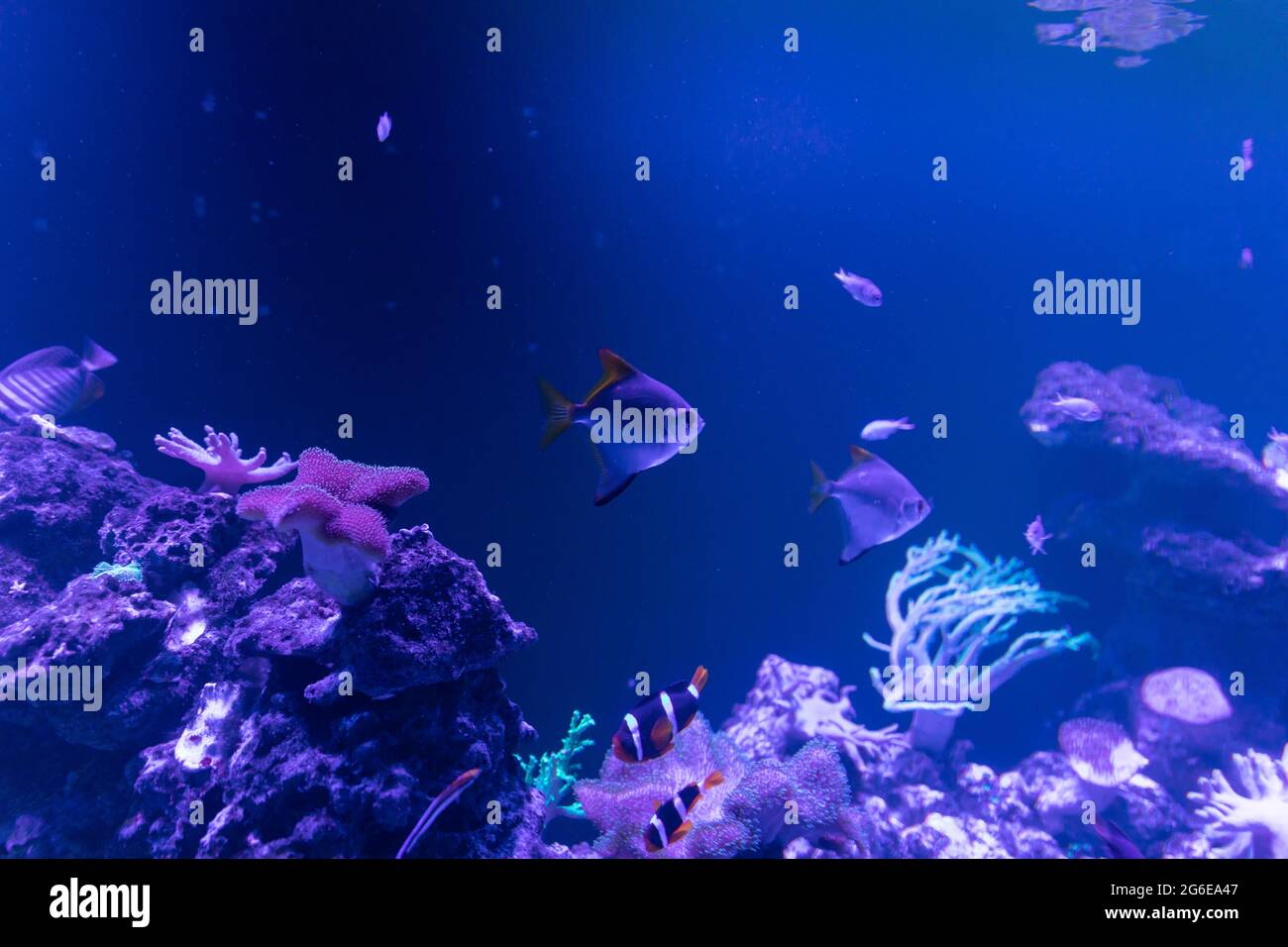 marine tropical fish in the blue water of corral reefs Stock Photo - Alamy