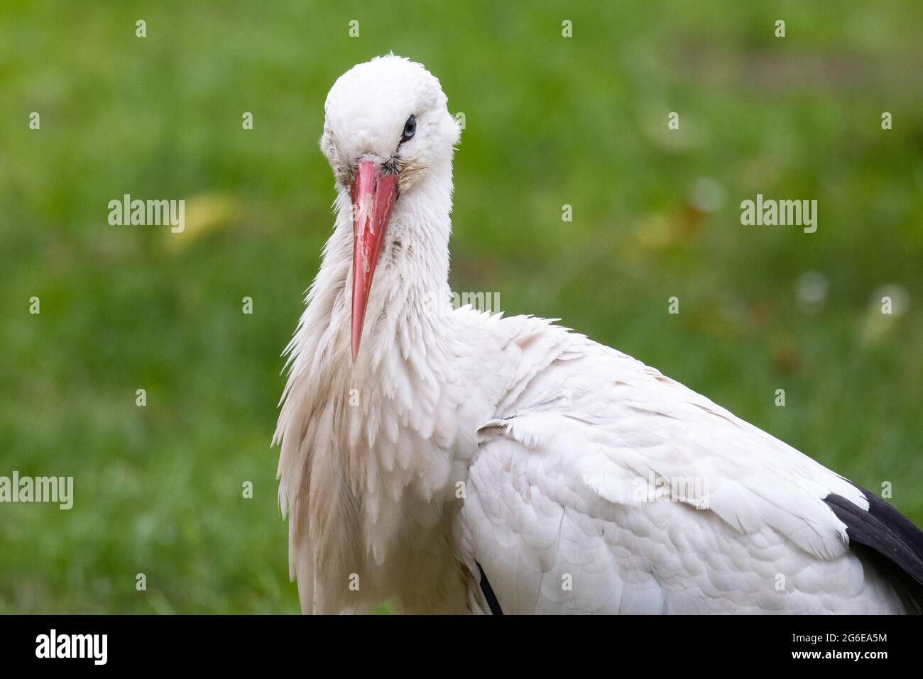 White stork england hi-res stock photography and images - Alamy