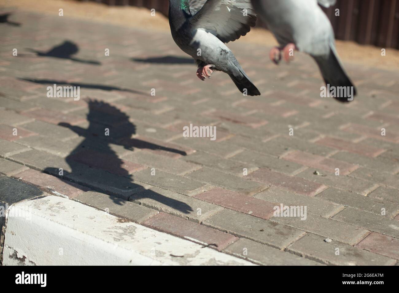 Doves on the street. Homeless birds. The pigeon spreads the infection ...