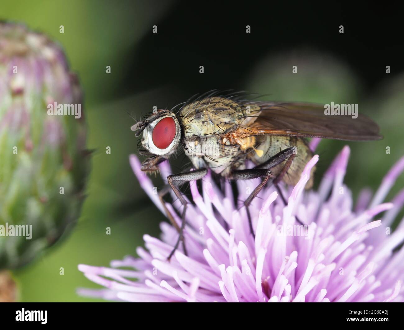 Order Of The Thistle High Resolution Stock Photography and Images - Alamy