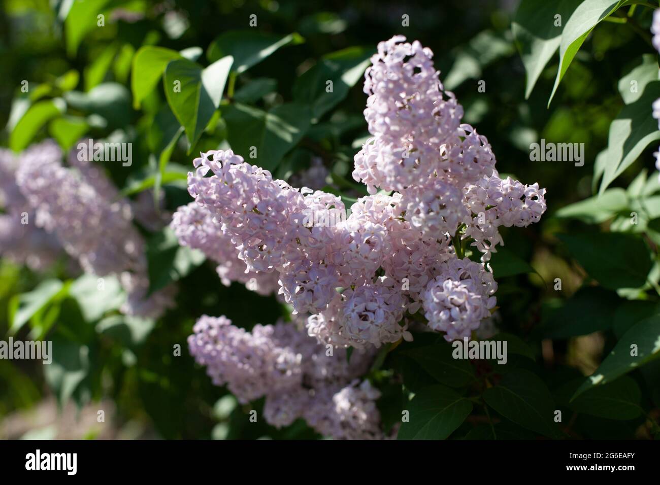 Lilac flowers. Lilacs in the yard. The inflorescence is lilac. Spring ...
