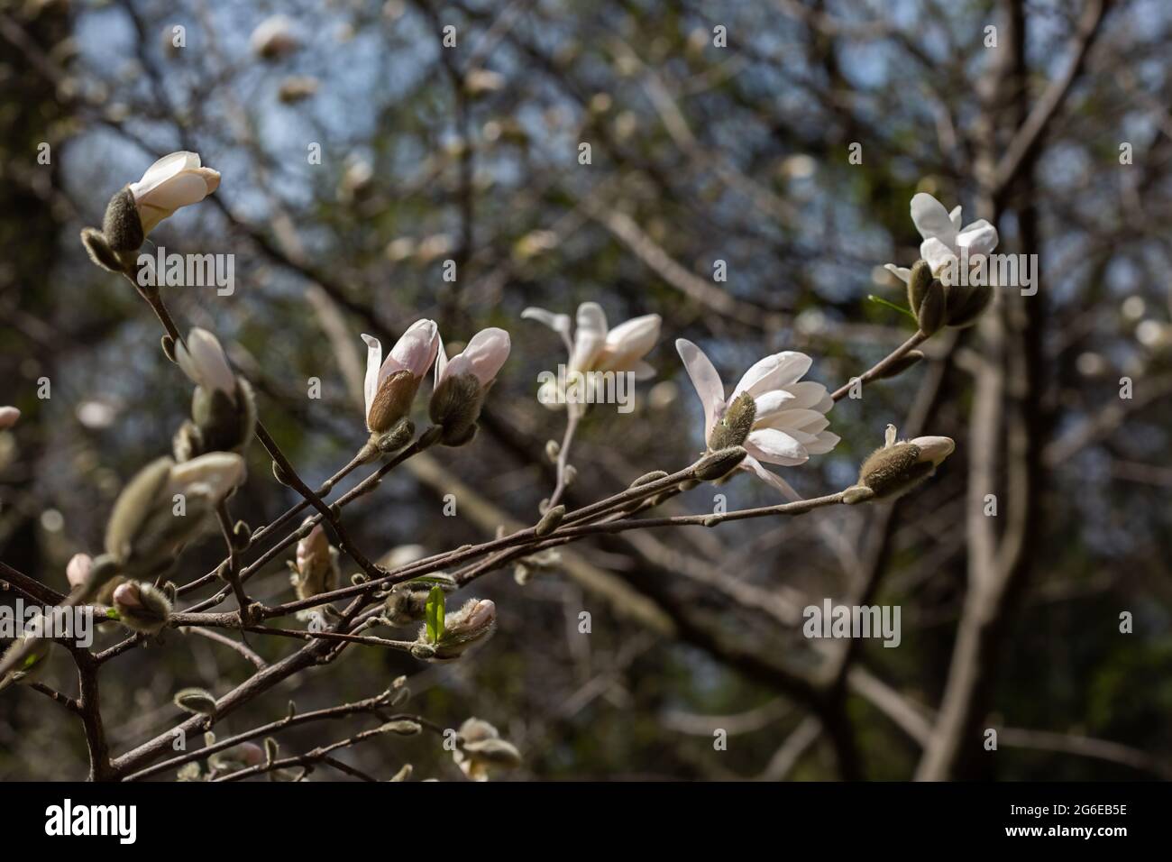 Magnolia tree without flowers hi-res stock photography and images - Alamy