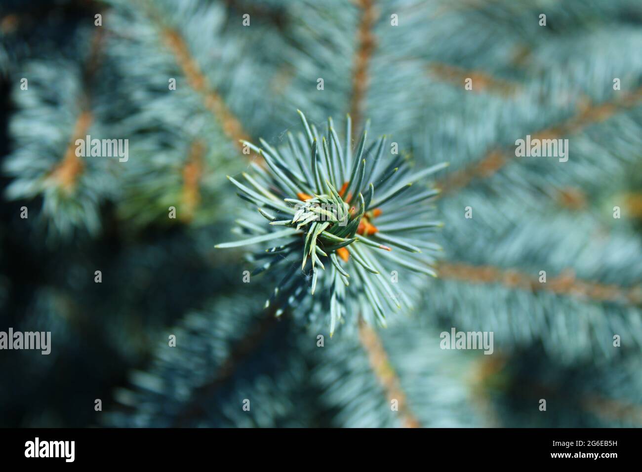 Pine tree close up Stock Photo - Alamy