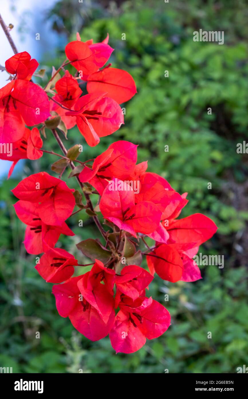 Red Bougainvillea Tree