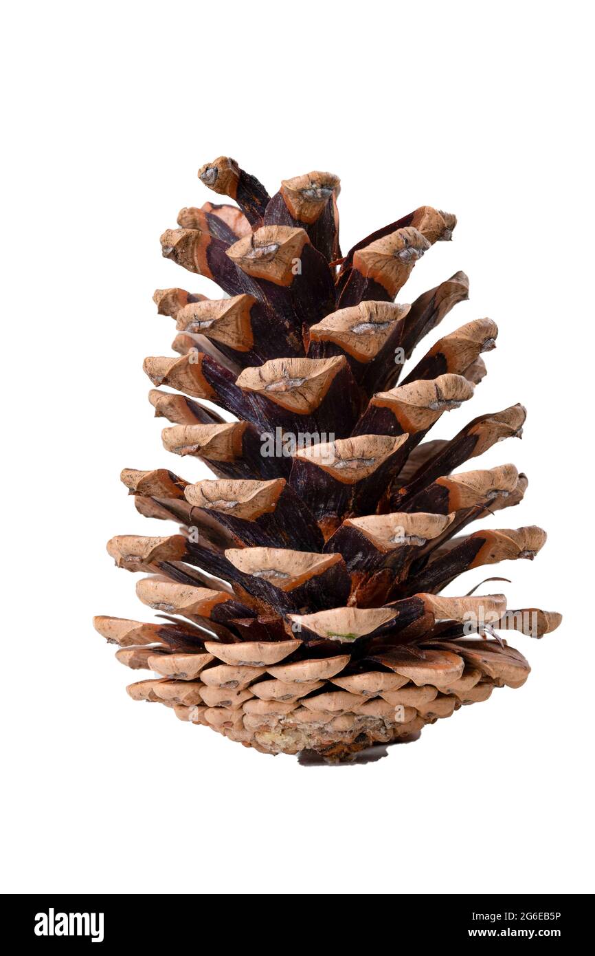 Dry cone of a coniferous tree. Spore-bearing ear without seeds ...