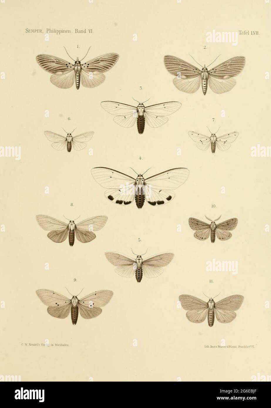 Philippine insect hi-res stock photography and images - Alamy