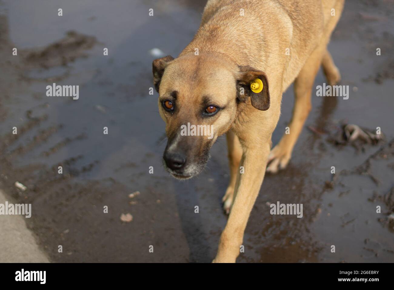 A stray dog is standing in the street. The dog lives on the street. An ...