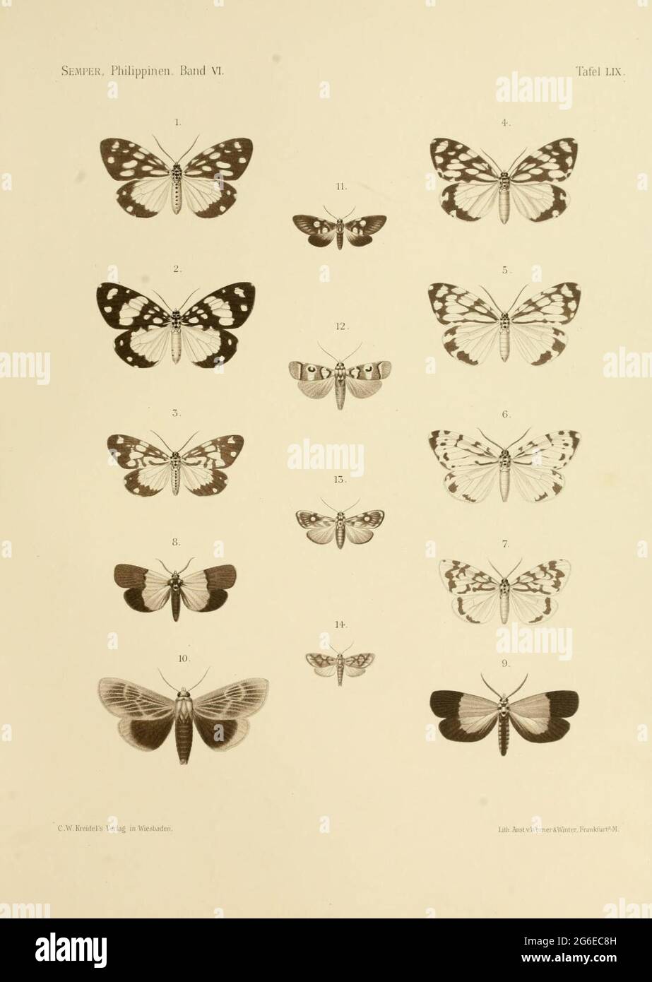 Philippine insect hi-res stock photography and images - Alamy