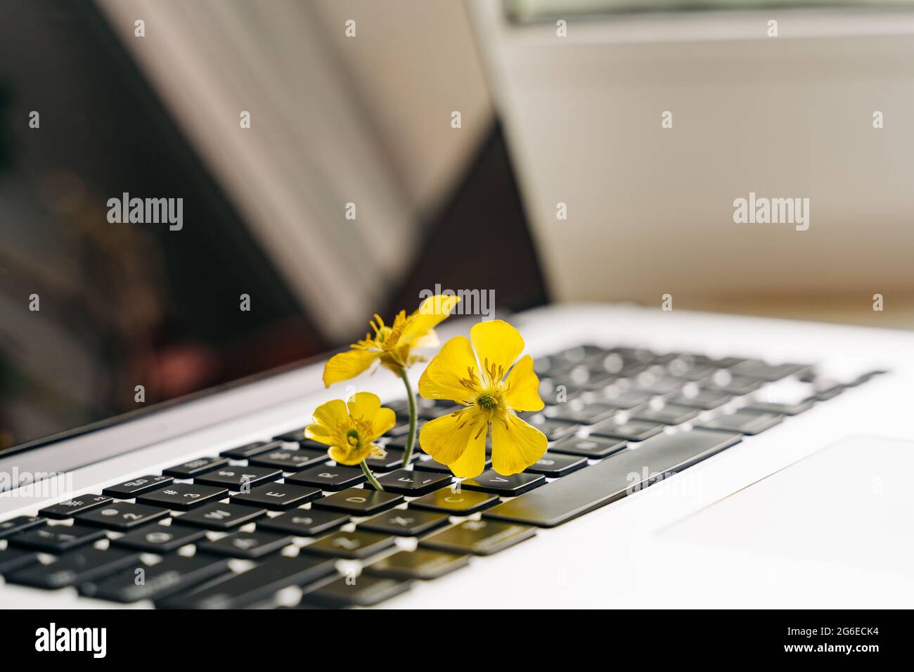 Laptop keyboard with yellow flower growing on it. Green IT computing ...
