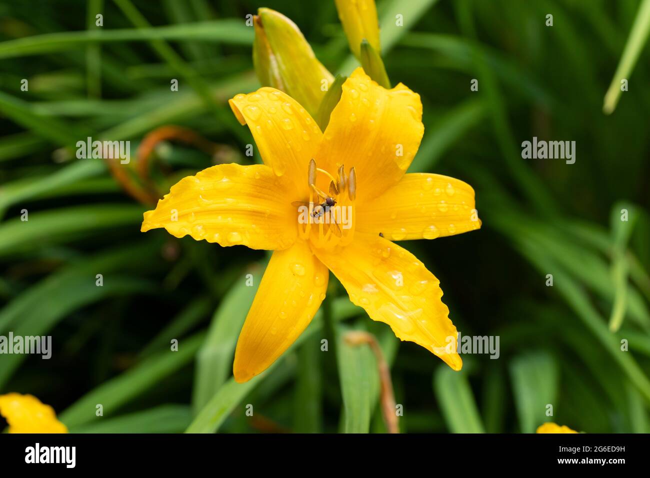 Hemerocallis lilioasphodelus (Hemerocallis flava), known as lemon ...