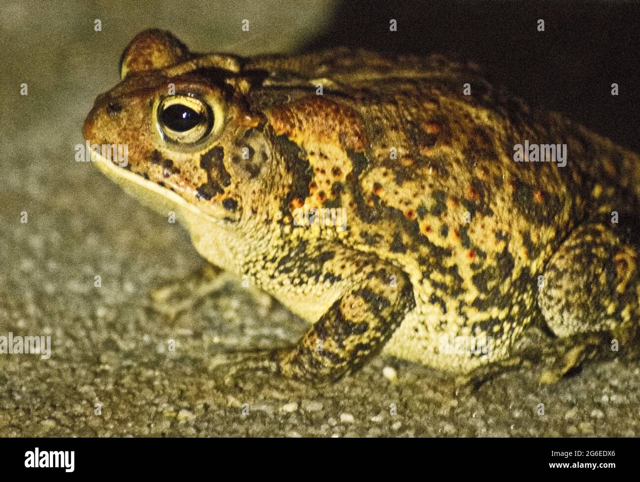 Georgia toad hi-res stock photography and images - Alamy