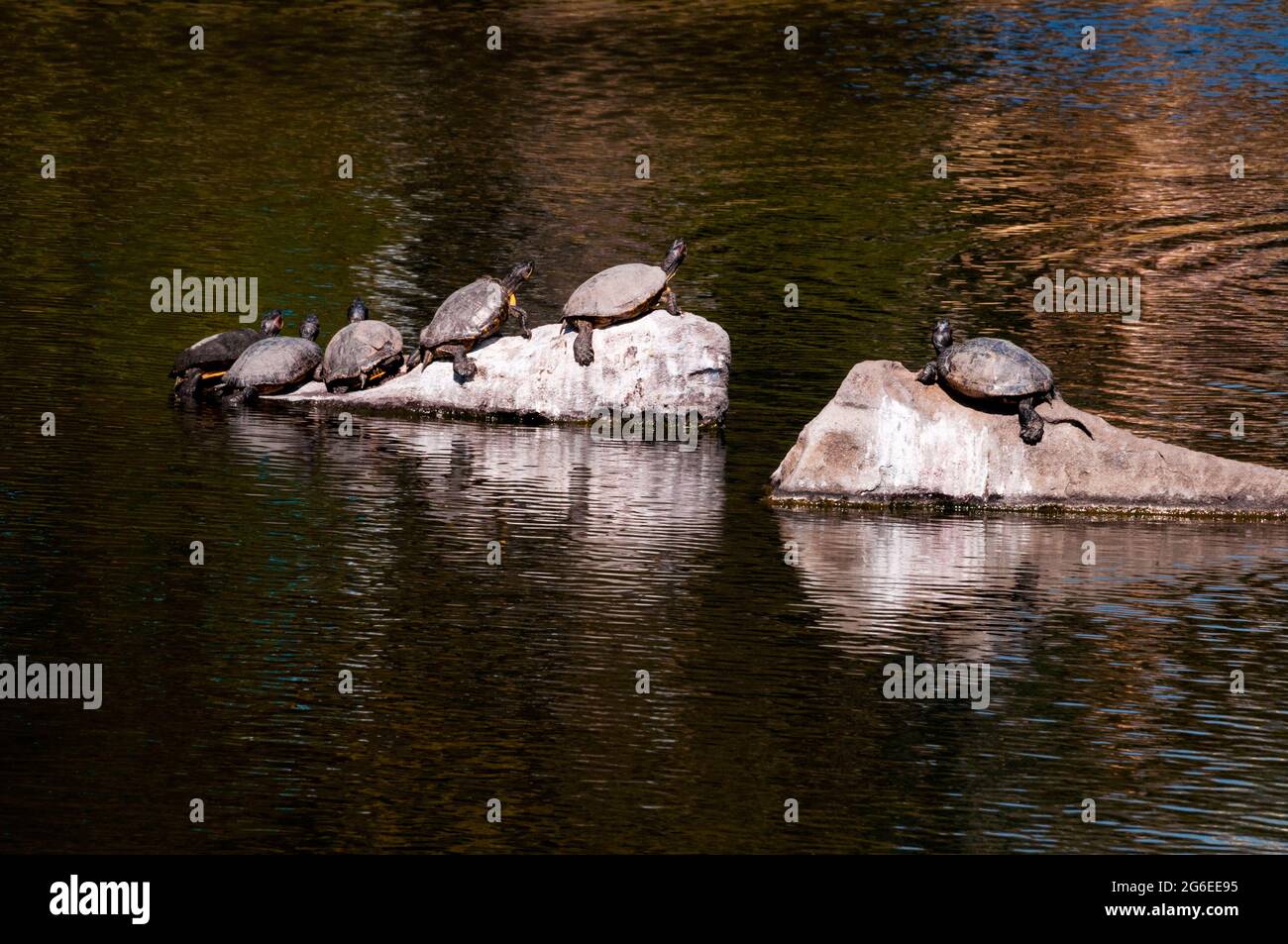 Turtles line up at a Japanese garden in Tokyo, Japan, where water is ...
