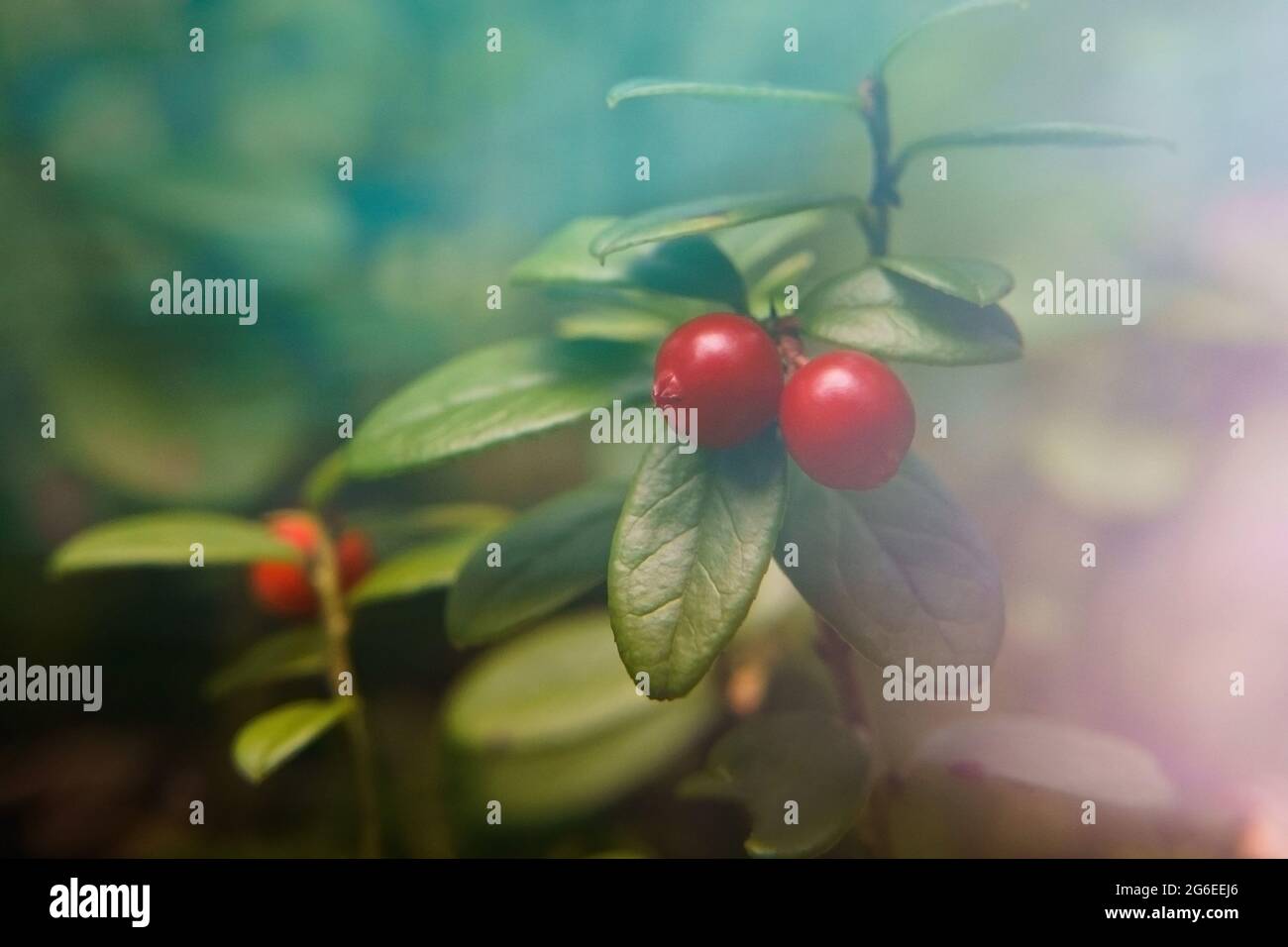 Close up cranberry hi-res stock photography and images - Alamy