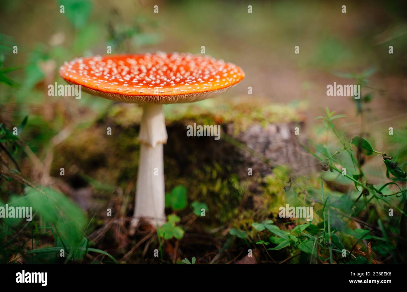 Red poisonous fly agaric in summer forest Stock Photo - Alamy