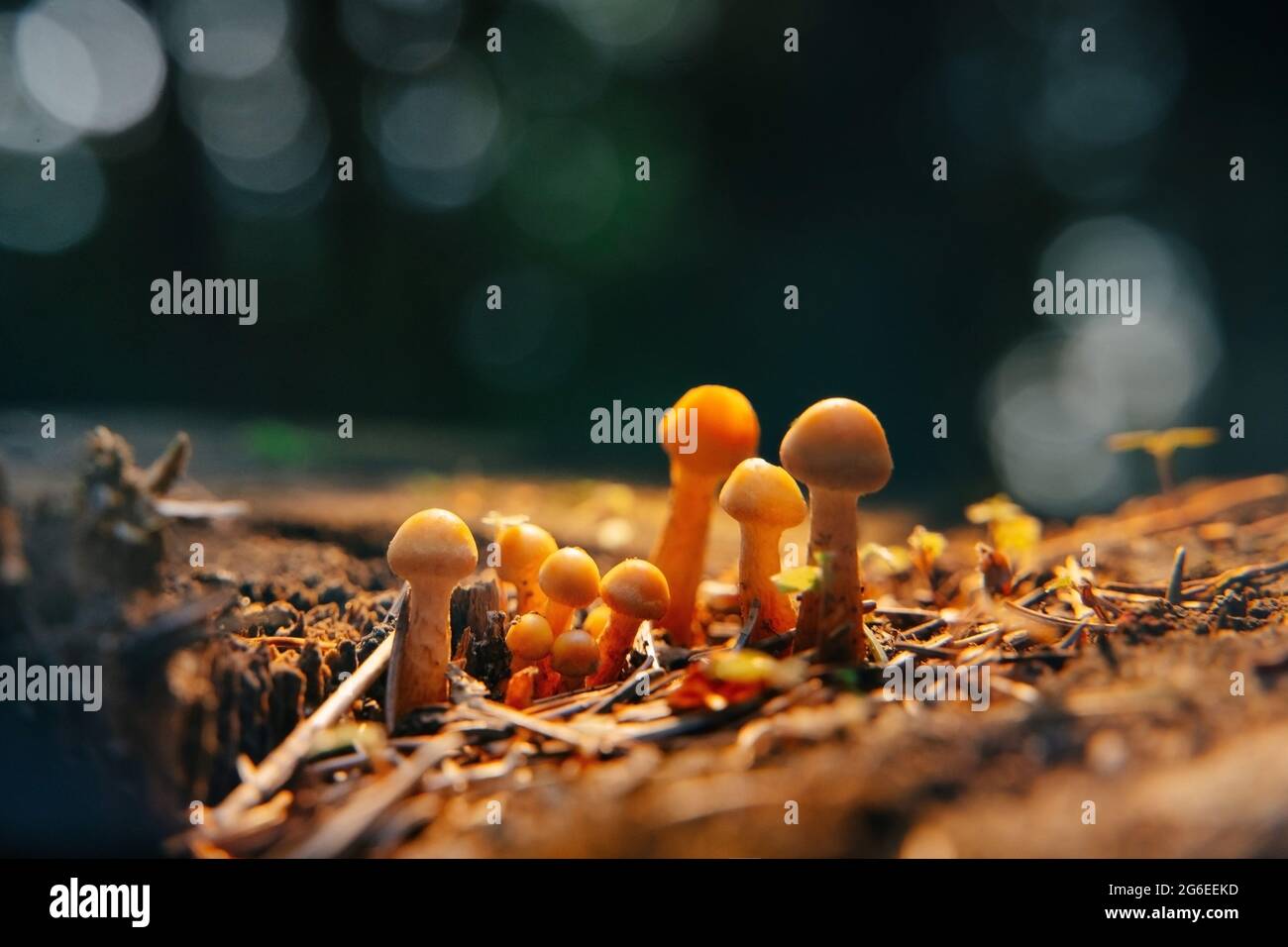 Raw toadstools hi-res stock photography and images - Alamy