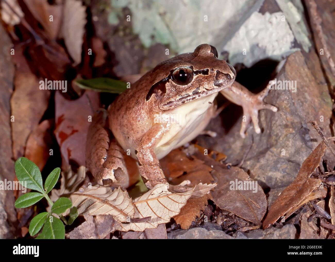 Endangered Australian Northern Stuttering Frog Stock Photo - Alamy