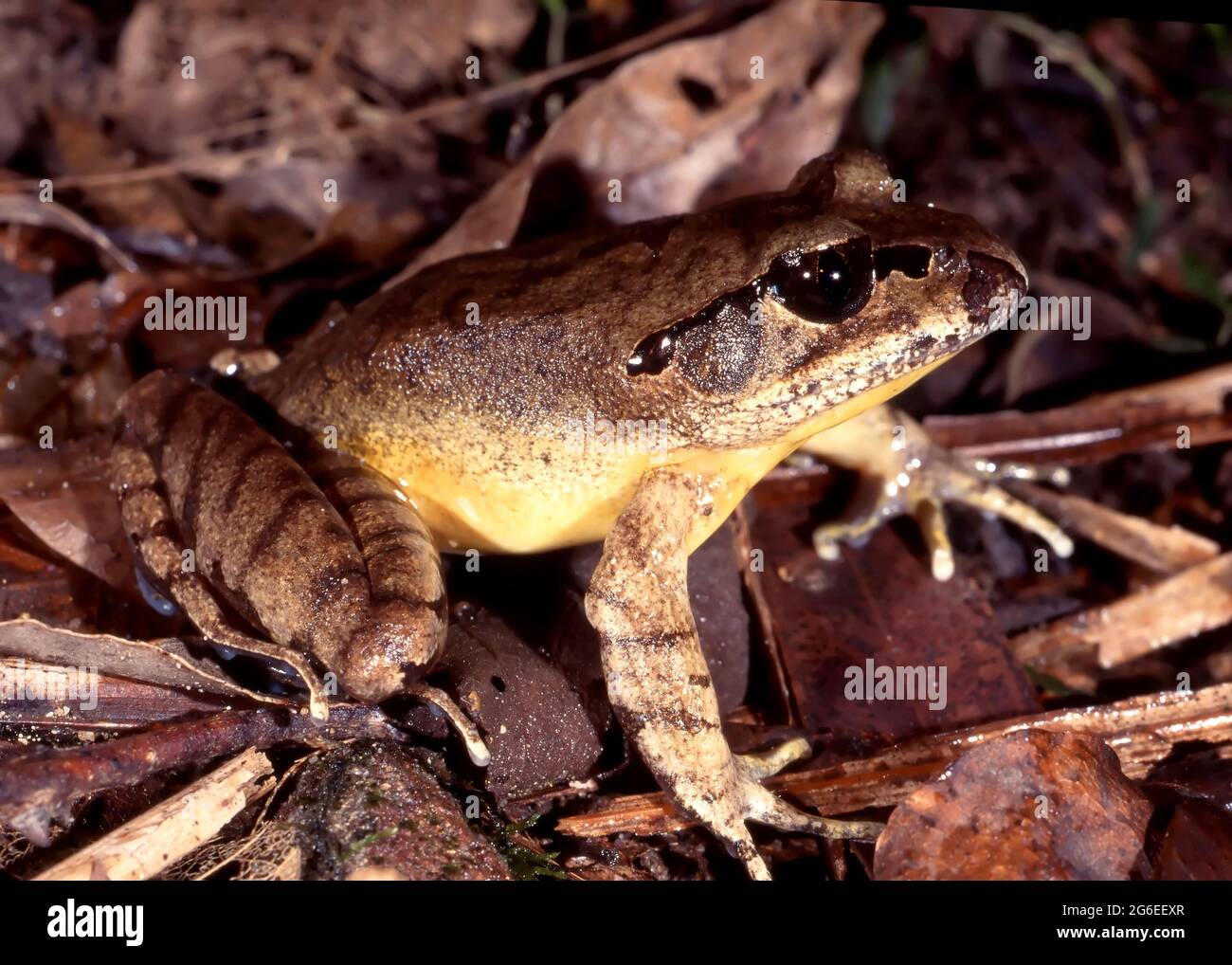 Endangered Australian Northern Stuttering Frog Stock Photo - Alamy