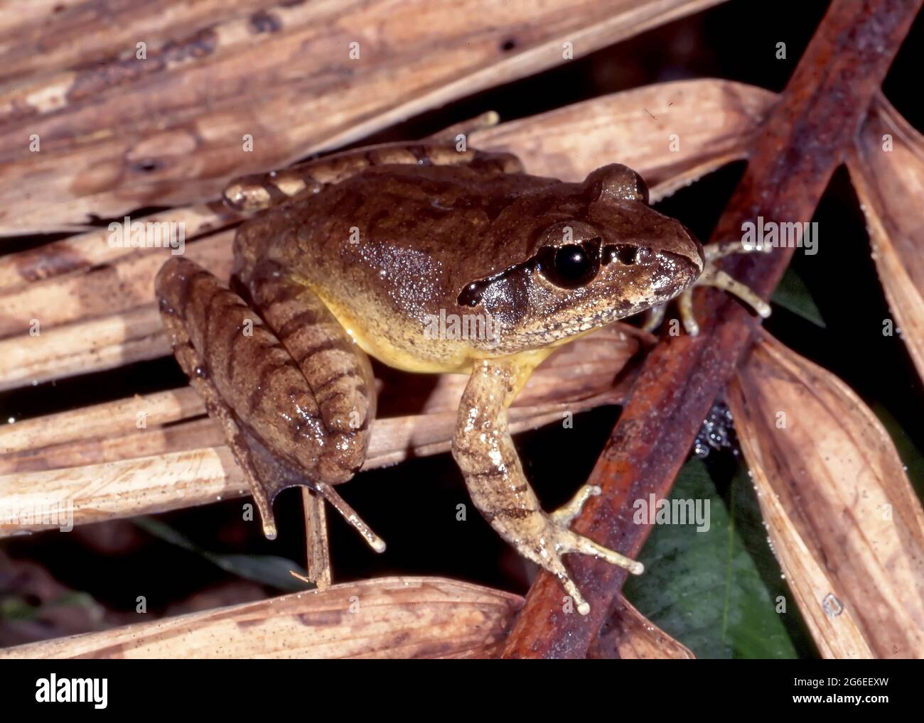 Endangered Australian Northern Stuttering Frog Stock Photo - Alamy