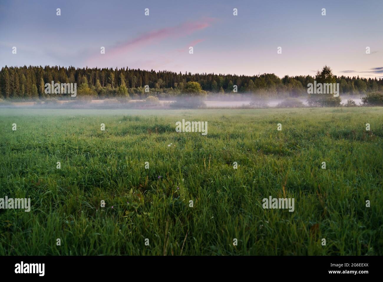 Field landscape background in fog Stock Photo - Alamy
