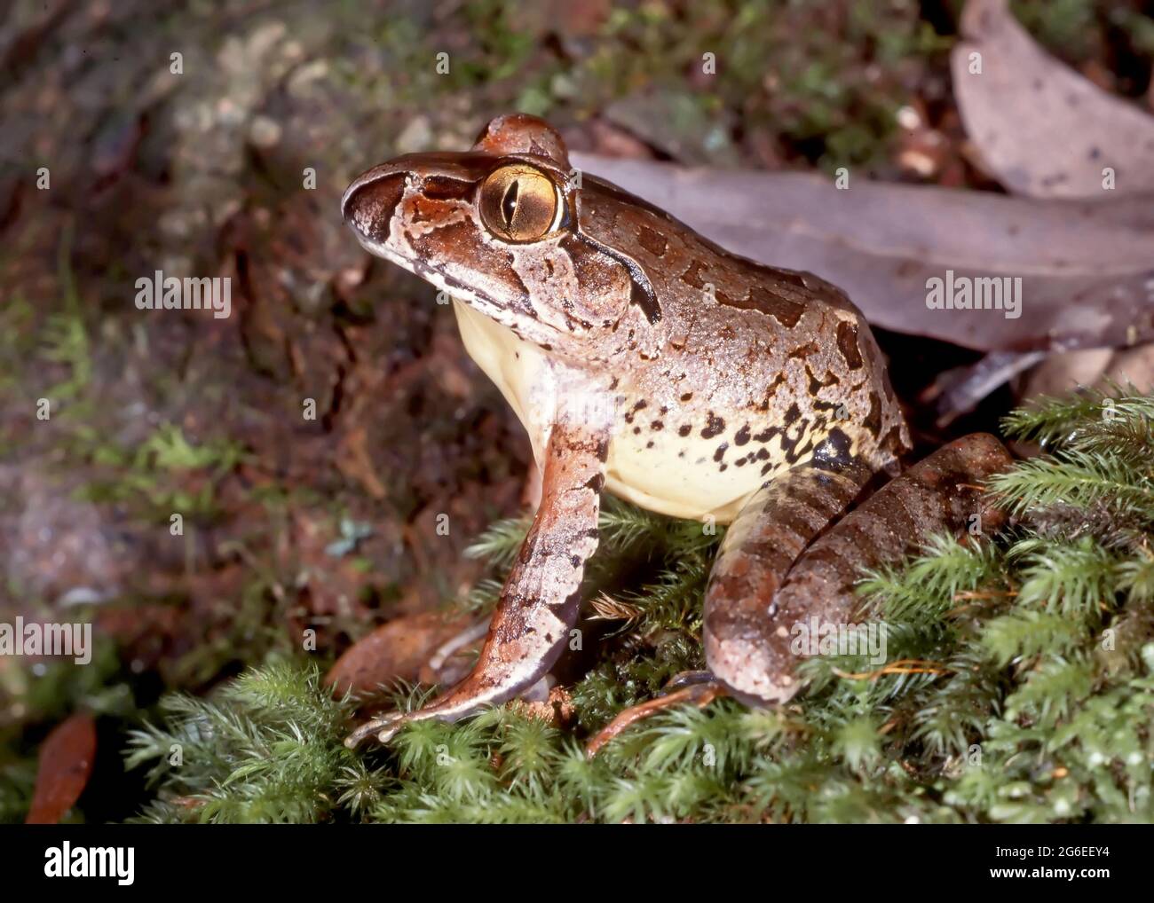 Australian frog species hi-res stock photography and images - Alamy