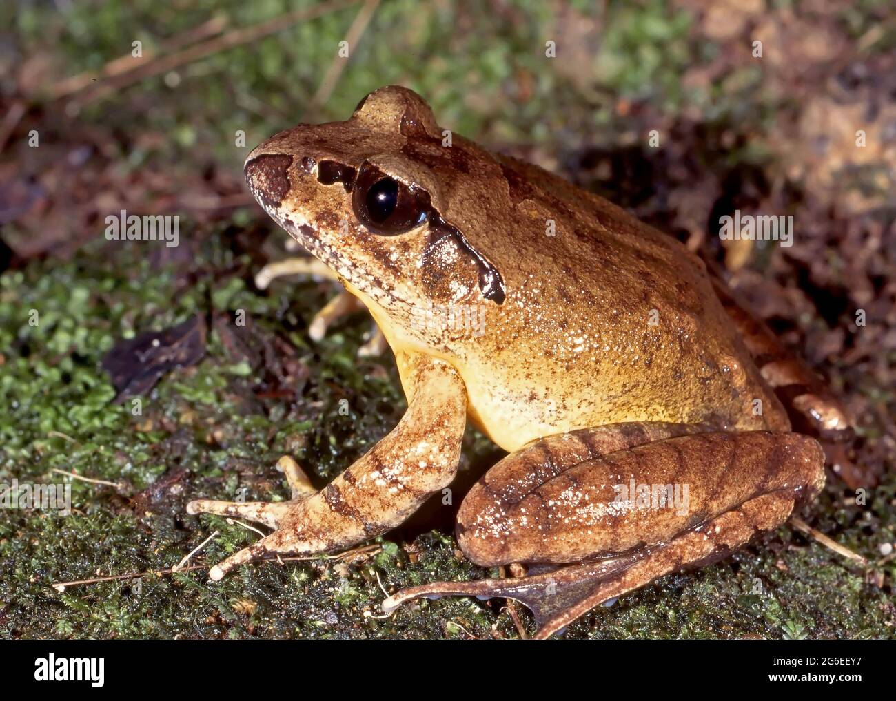 Endangered Australian Northern Stuttering Frog Stock Photo - Alamy