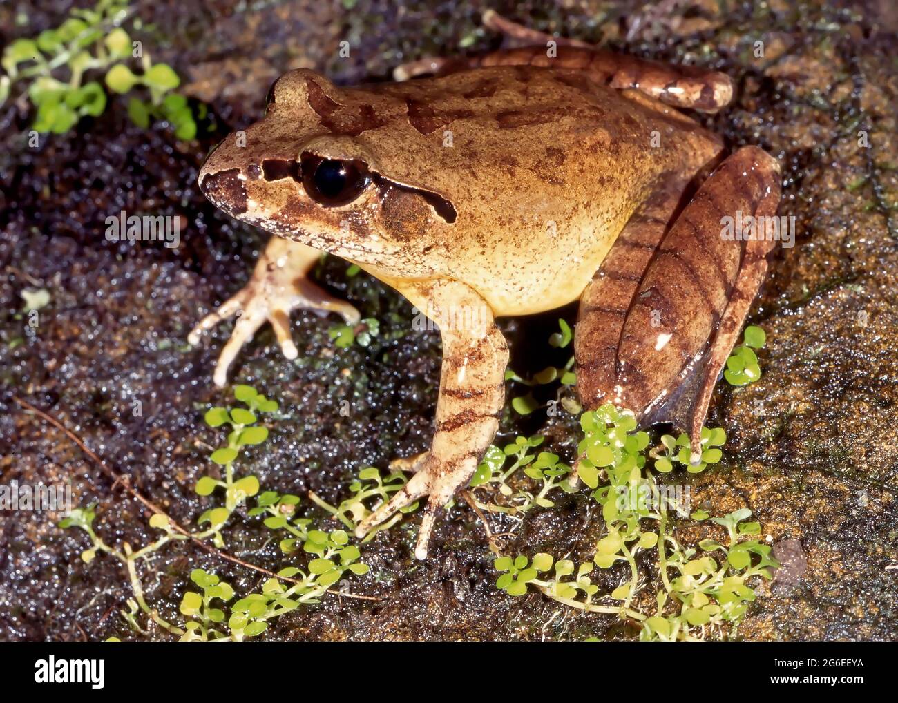 Endangered Australian Northern Stuttering Frog Stock Photo - Alamy