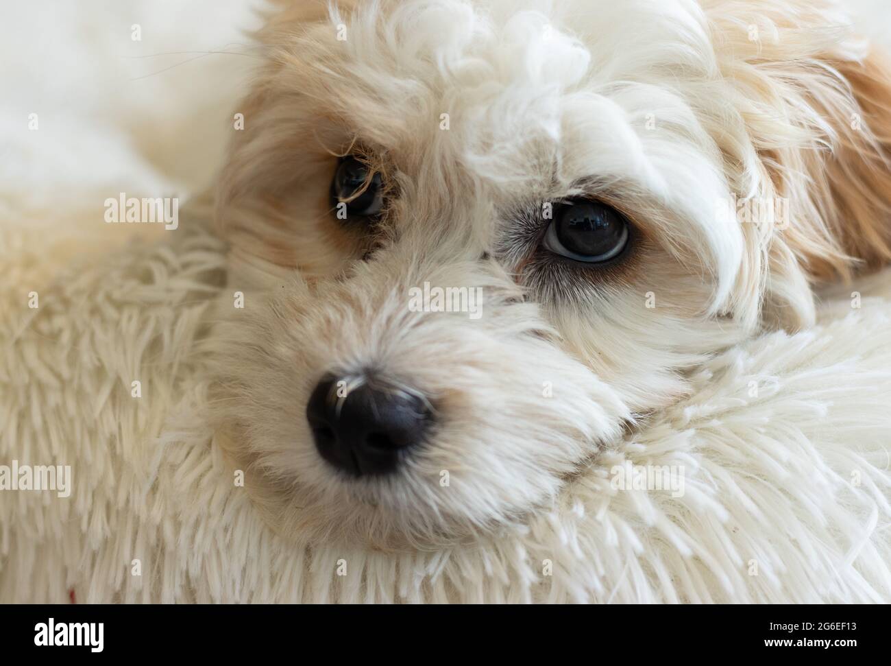 White cockapoo hi-res stock photography and images - Alamy