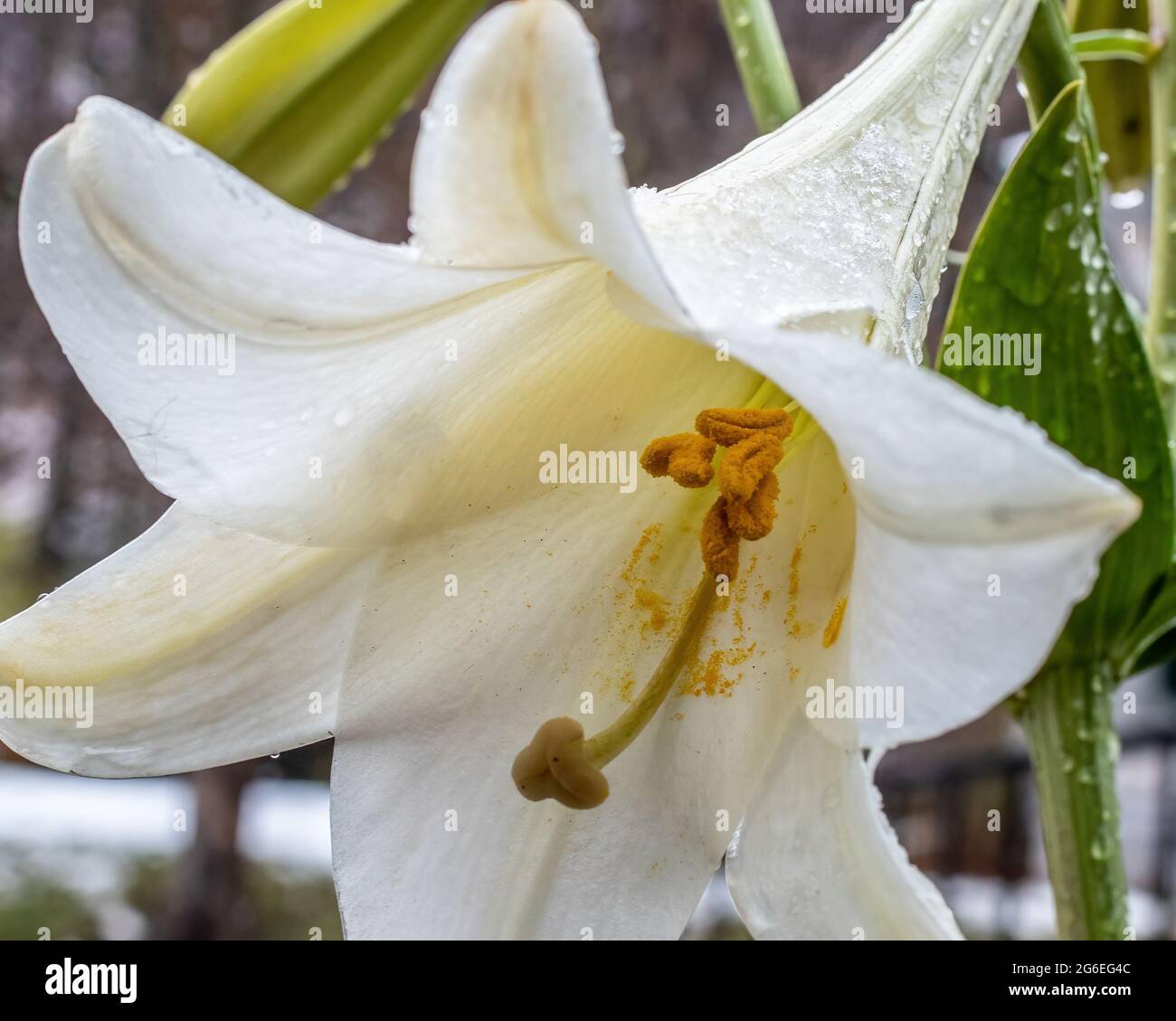 Snow lily hi-res stock photography and images - Alamy