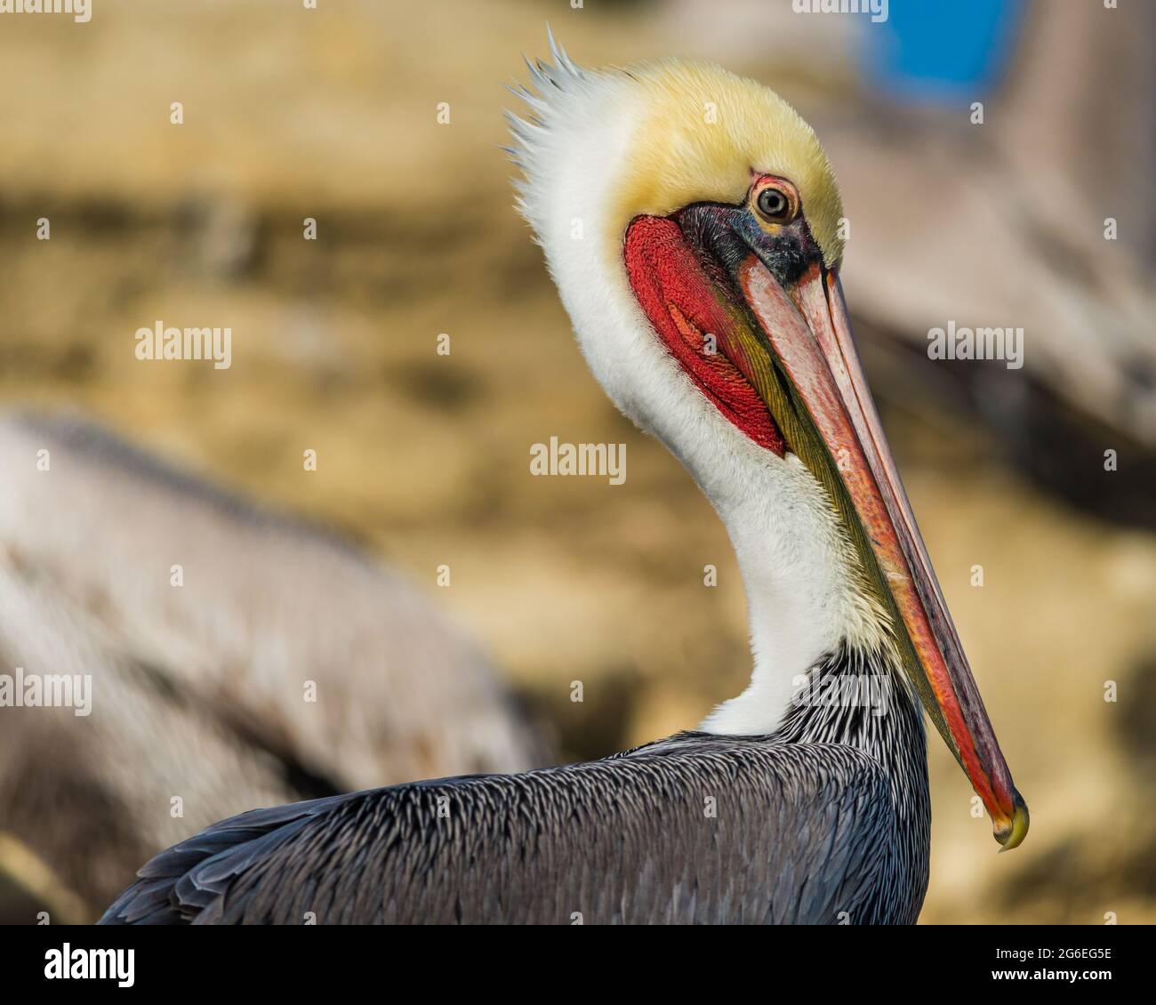 Mating colors hi-res stock photography and images - Alamy