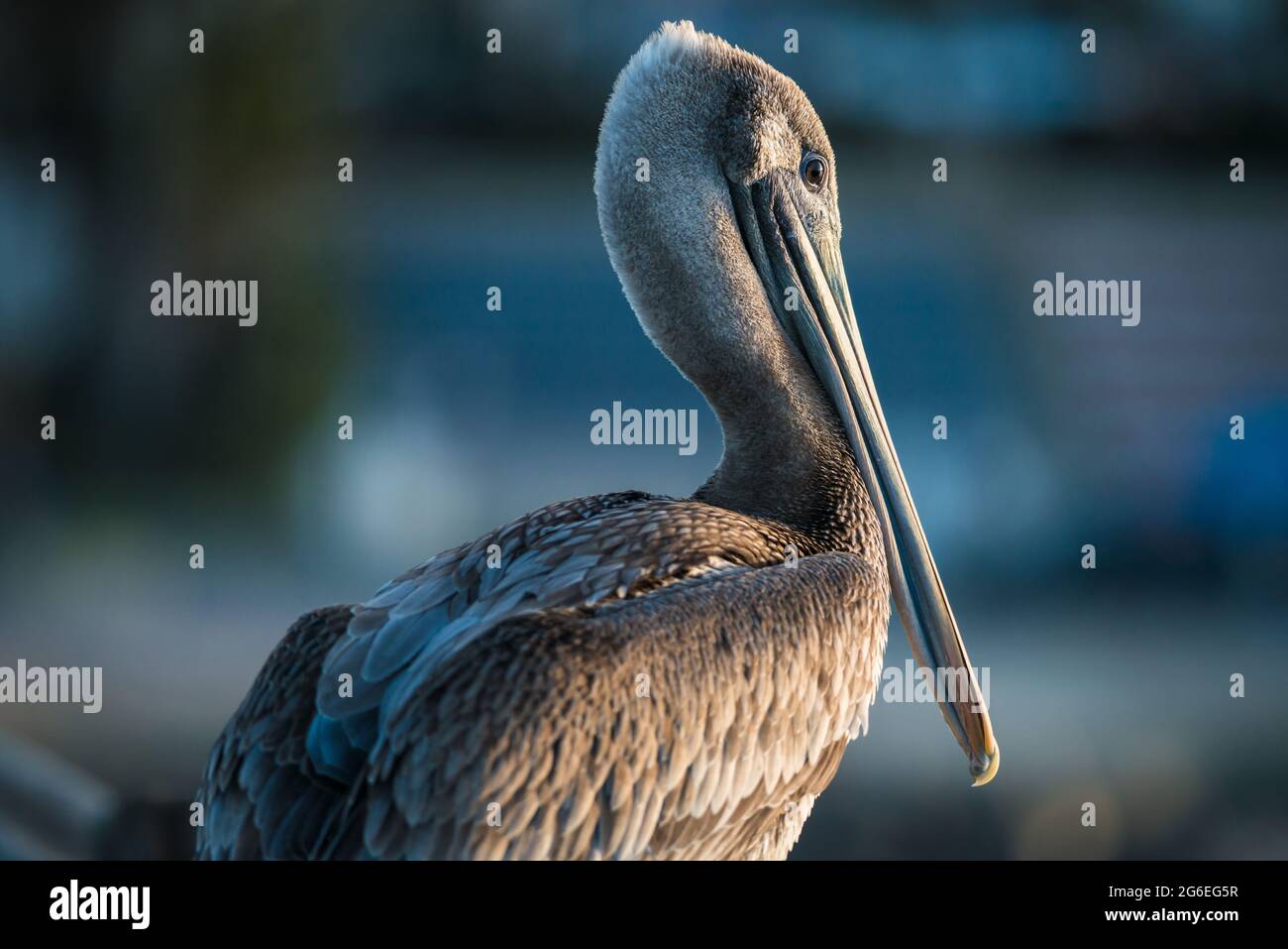 Female Brown Pelican (Pelecanus occidentalis Stock Photo - Alamy