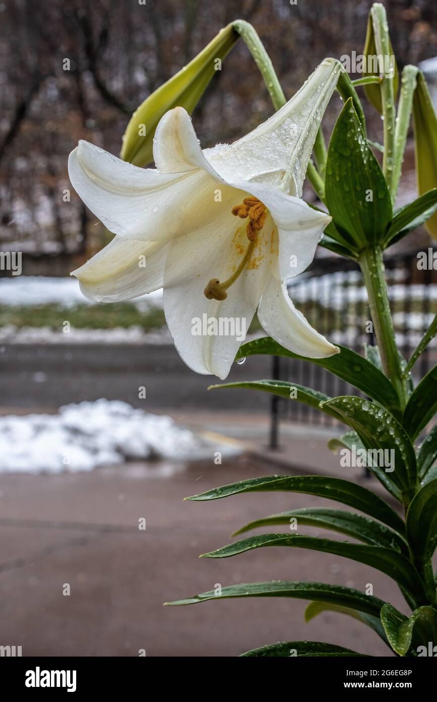 Snow lily hi-res stock photography and images - Alamy