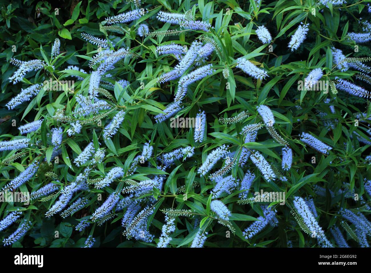 Blue hebe hi-res stock photography and images - Alamy