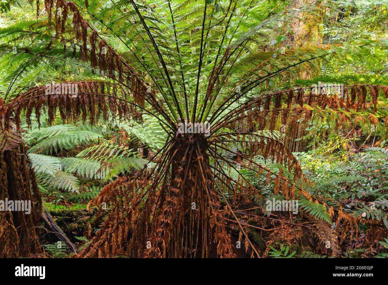 Fern in the cool temperate rainforest that dominates the Yarra Ranges ...
